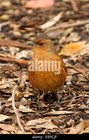 Rufous Treecreeper - Climacteris rufus bird in Climacteridae, endemic ...