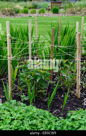 wood wooden stake staked string support supports plant plants framework ...