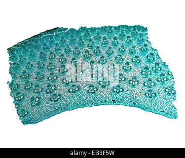 Light photomicrograph of Bamboo Stem cross section seen through ...