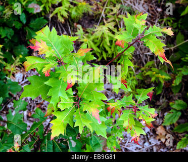 Oak tree sapling changing color colour from green to fall foliage. New ...