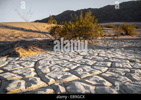 Dried and Cracked Parched Sand at the Mesquite Sand Dunes in Death ...