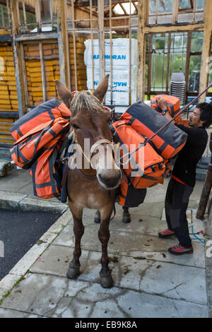 A mule is loaded up with bags belonging to trekkers doing the Tour Du ...