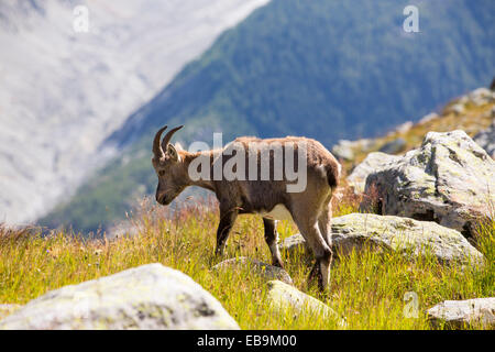 Ibex, Capra ibex on the Aiguille rouge above Chamonix, France, being ...