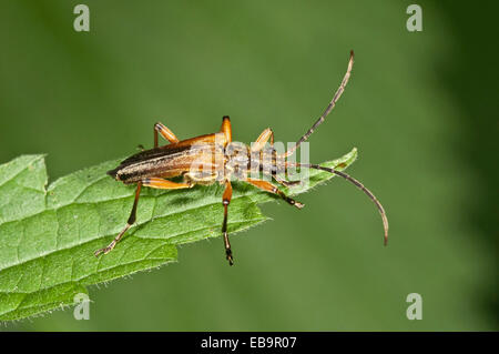 variable longhorn beetle (Stenocorus meridianus Stock Photo - Alamy