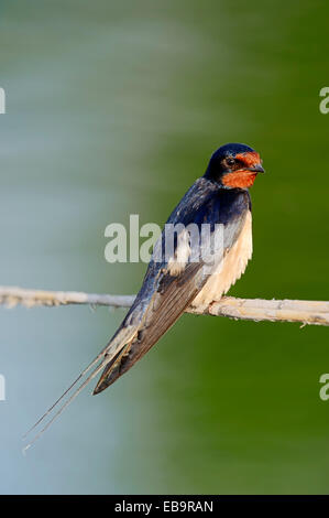 Barn swallow (Hirundo rustica) sitting on a tree branch Stock Photo - Alamy