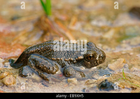 Juvenile Midwife toad (Alytes obstetricans Stock Photo - Alamy