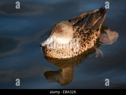 Chestnut teal duck female swimming in a large pond, watching the camera ...