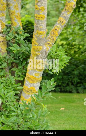 Celtis sinensis Celtis sinensis Stock Photo - Alamy