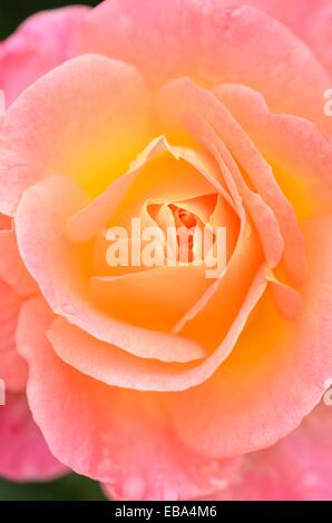 Rosa Inspiration, Hybrid rose Stock Photo - Alamy