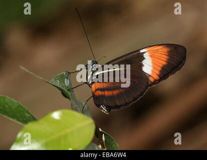 South American Heliconius heurippa butterfly, often considered a hybrid ...