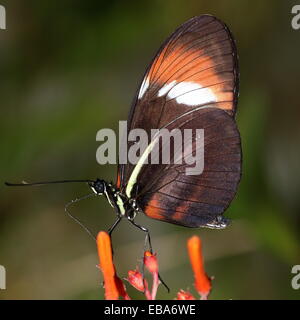 South American Heliconius heurippa butterfly, hybrid of Heliconius ...