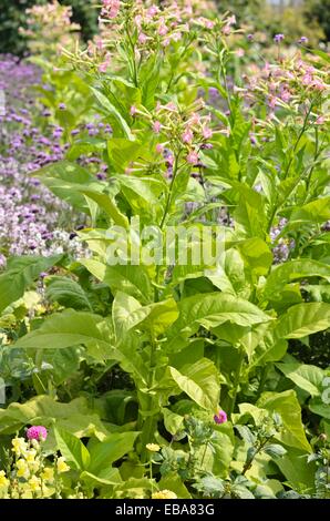 Pink Tobacco plant flowers (Nicotiana tabacum) on white background ...