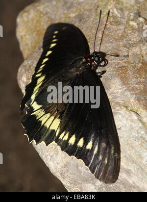 Tropical swallowtail butterfly, dorsal view Stock Photo - Alamy