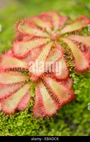 Carnivorous plant: The Sundew Drosera aliciae on the Table Mountain in ...