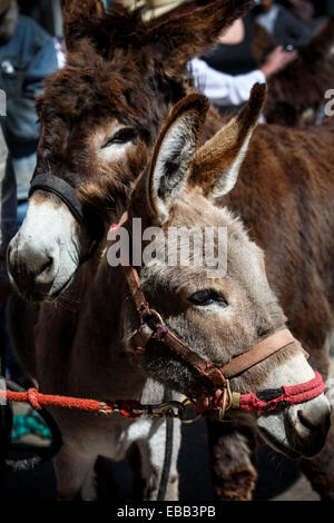 Donkey before race, Donkey Derby Days, Main Street, Cripple Creek ...