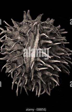 A horse chestnut in its shell Stock Photo - Alamy