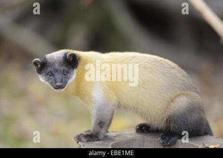Yellow-throated marten, Kharza (Martes flavigula), pup in shrubbery ...