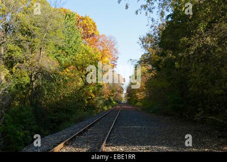 Railroad tracks through the forest in daylight Stock Photo - Alamy