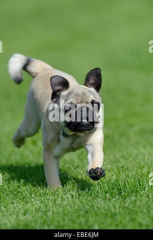 Pug running in a field Stock Photo - Alamy