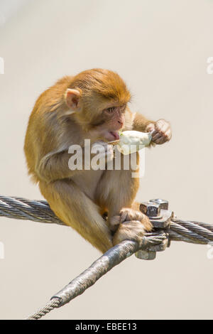 Funny monkey eating ice cream in a forest with a blurred background ...