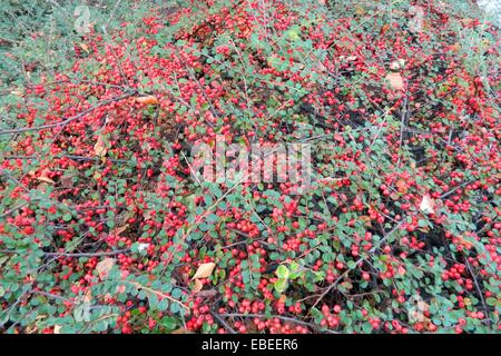 Leaves and berries of Ilex Verticillata "Winter Red" , the Winterberry ...