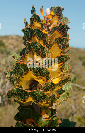 Royal Hakea at Fitzgerald River National Park Stock Photo - Alamy
