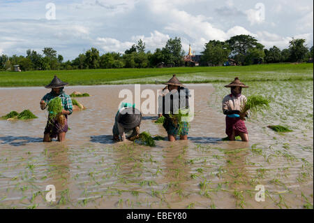 Farmers with rice in Myanmar (Burma), Asia Stock Photo: 31579538 - Alamy