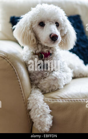 Cream white Bichonpoo dog - Bichon Frise Poodle cross - with a head ...