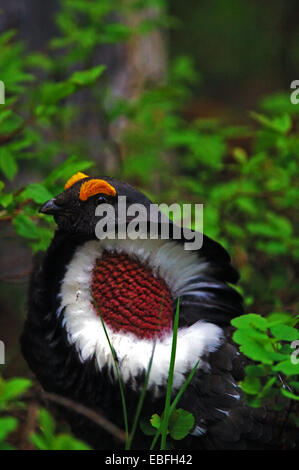 Male dusky (blue) grouse during mating season in spring. Purcell ...