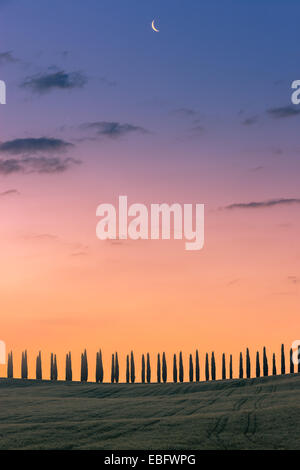 a row of trees in the spring of tuscany Stock Photo - Alamy