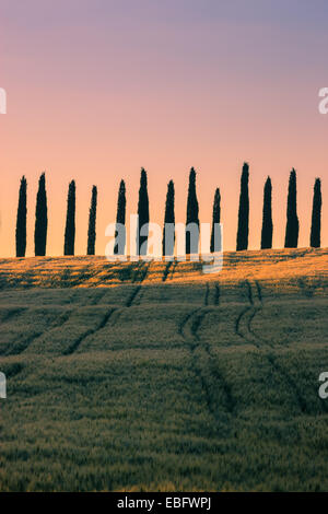 a row of trees in the spring of tuscany Stock Photo - Alamy