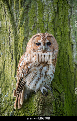 Tawny Owl: Strix aluco. Captive bird, controlled conditions. Hmpshire ...