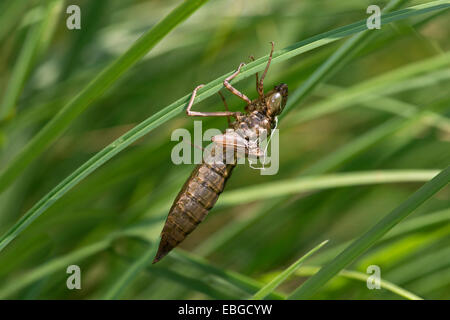 metamorphosis of Emperor dragonfly, Anax imperator, breaking out of ...