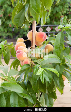 Growing peach tree in a pot Stock Photo - Alamy