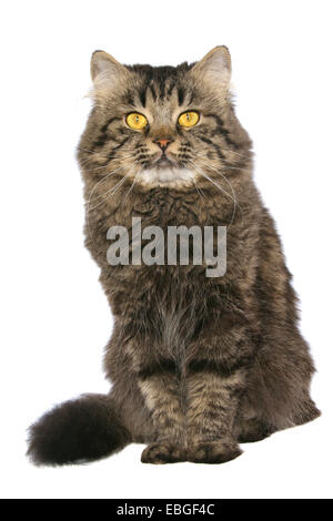 sitting German Longhair Cat Stock Photo - Alamy