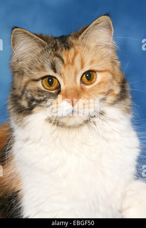 domestic cat, calico, tricolor, torbie, standing on a old wooden jetty ...