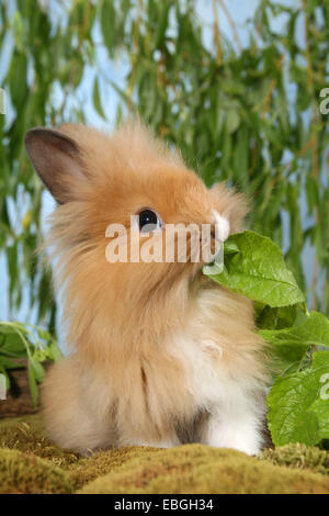young lion-headed dwarf rabbit Stock Photo - Alamy