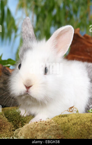 Dwarf rabbit. Young lying. Studio picture against a blue background ...