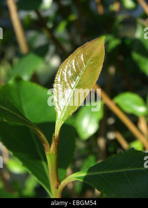 arabia tea, khat (Catha edulis), flower Stock Photo - Alamy