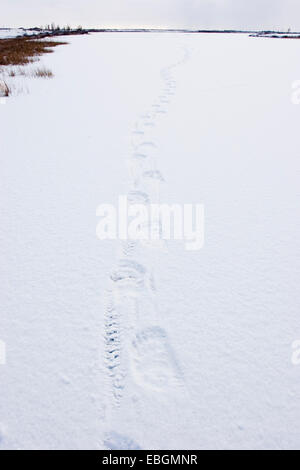 Animals footprint or foot marks, wild animals paw silhouettes, mammals ...