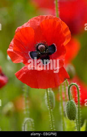 The vertical top view of a Common poppy growing on the soil Stock Photo ...