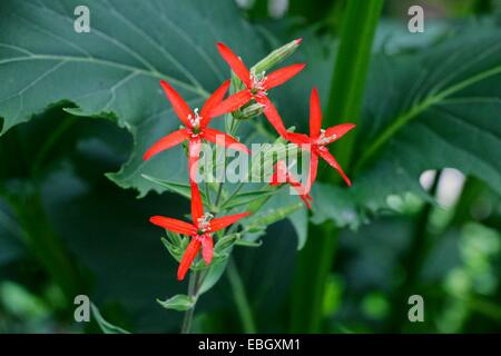 Royal catchfly (Silene regia Stock Photo - Alamy