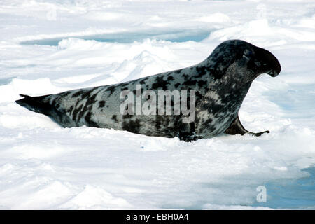 Hooded Seal / Bladder-nose Stock Photo - Alamy