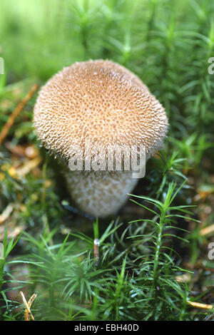 spiny puffball (Lycoperdon echinatum), single spiny puffball amongst ...