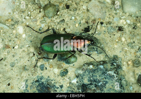 ground beetle (Chlaenius nitidulus Stock Photo - Alamy
