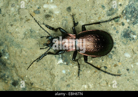ground beetle (Carabus obsoletus Stock Photo - Alamy