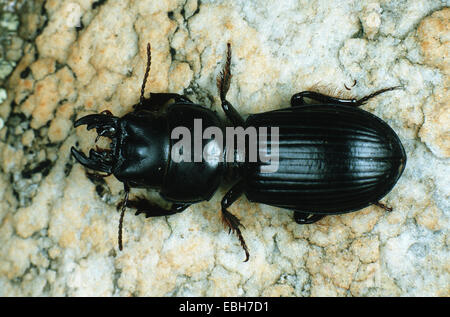 ground beetle (Scarites buparius Stock Photo - Alamy