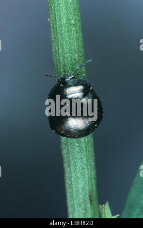 bug (Coptosoma scutellatum Stock Photo - Alamy
