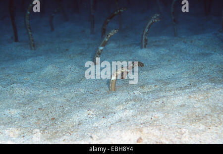 Galapagos garden eel (Taenioconger klausewitzi Stock Photo - Alamy