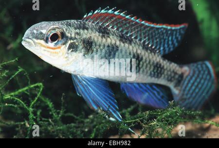 Checkerboard Cichlid Dicrossus maculatus aquarium fish dwarf cichlid ...